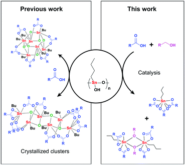 Mechanistic elucidation of monoalkyltin( iv )-catalyzed esterification ...