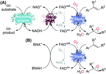 Asymmetric azidohydroxylation of styrene derivatives mediated by a ...