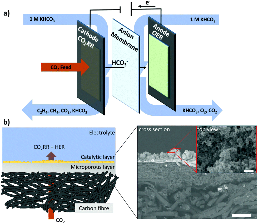 The product selectivity zones in gas diffusion electrodes during the ...