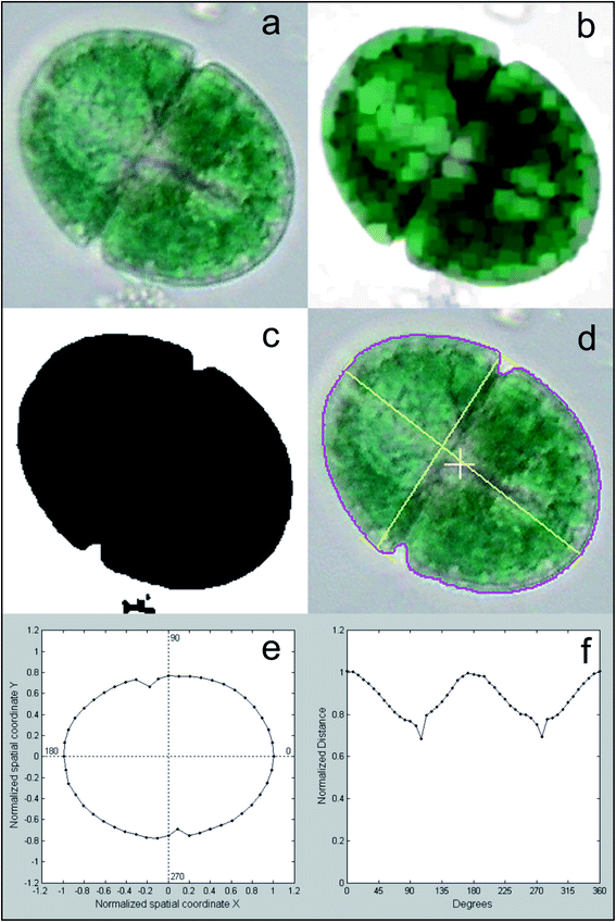 Water monitoring by means of digital microscopy identification and ...