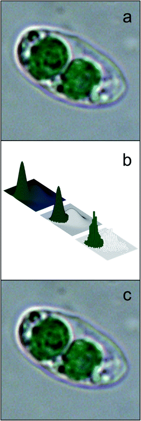 Water monitoring by means of digital microscopy identification and ...