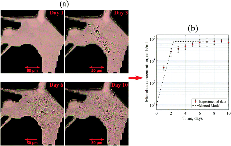 Investigation of clogging in porous media induced by microorganisms ...