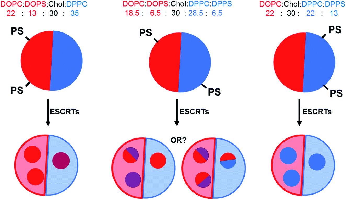The influence of phosphatidylserine localisation and lipid phase on ...