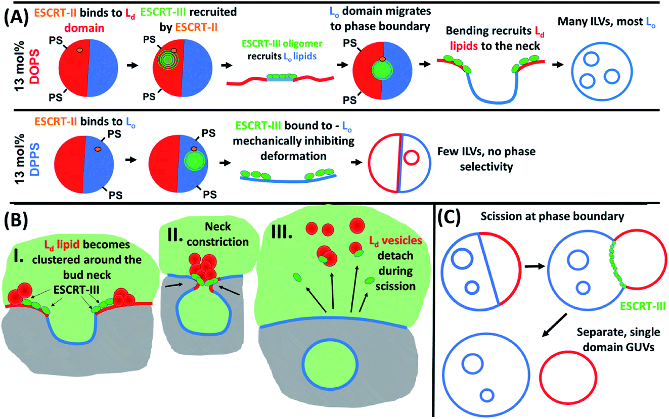 The influence of phosphatidylserine localisation and lipid phase on ...