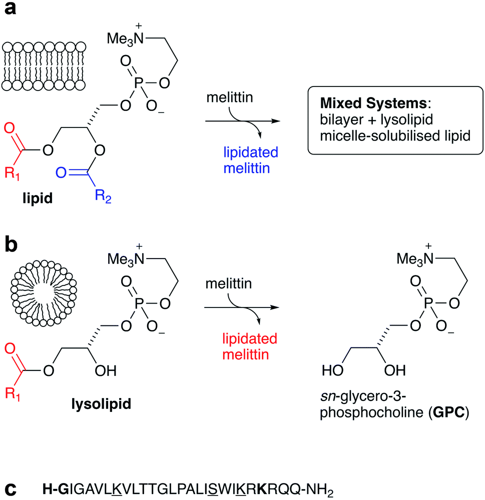 Peptide lipidation in lysophospholipid micelles and lysophospholipid ...