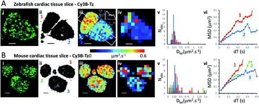 Heterogeneity of cell membrane structure studied by single molecule ...