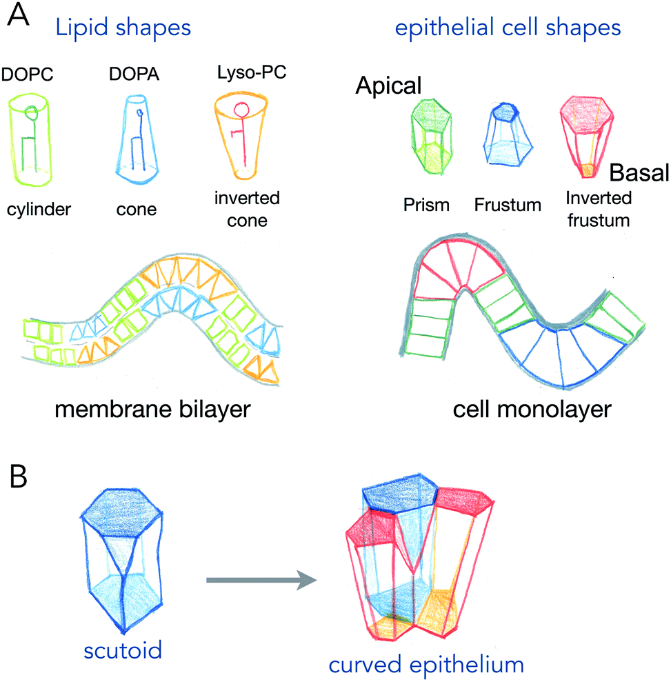 Common principles of surface deformation in biology - Faraday ...