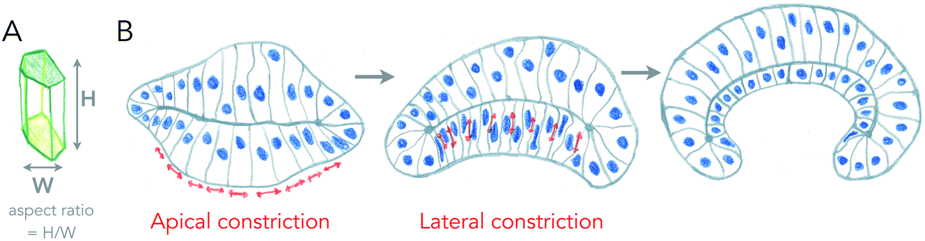 Common principles of surface deformation in biology - Faraday ...