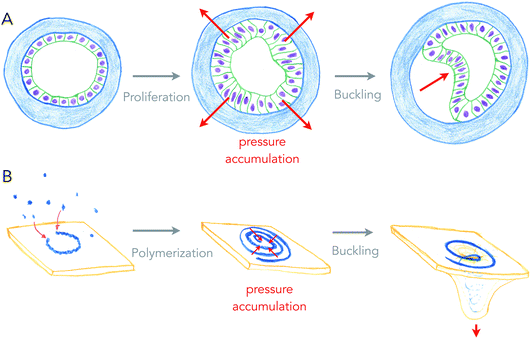 Common principles of surface deformation in biology - Faraday ...