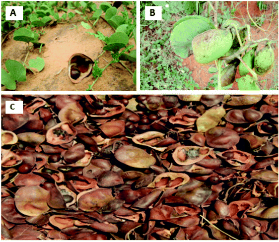 Marama bean [ Tylosema esculentum (Burch.) A. Schreib.]: an indigenous ...