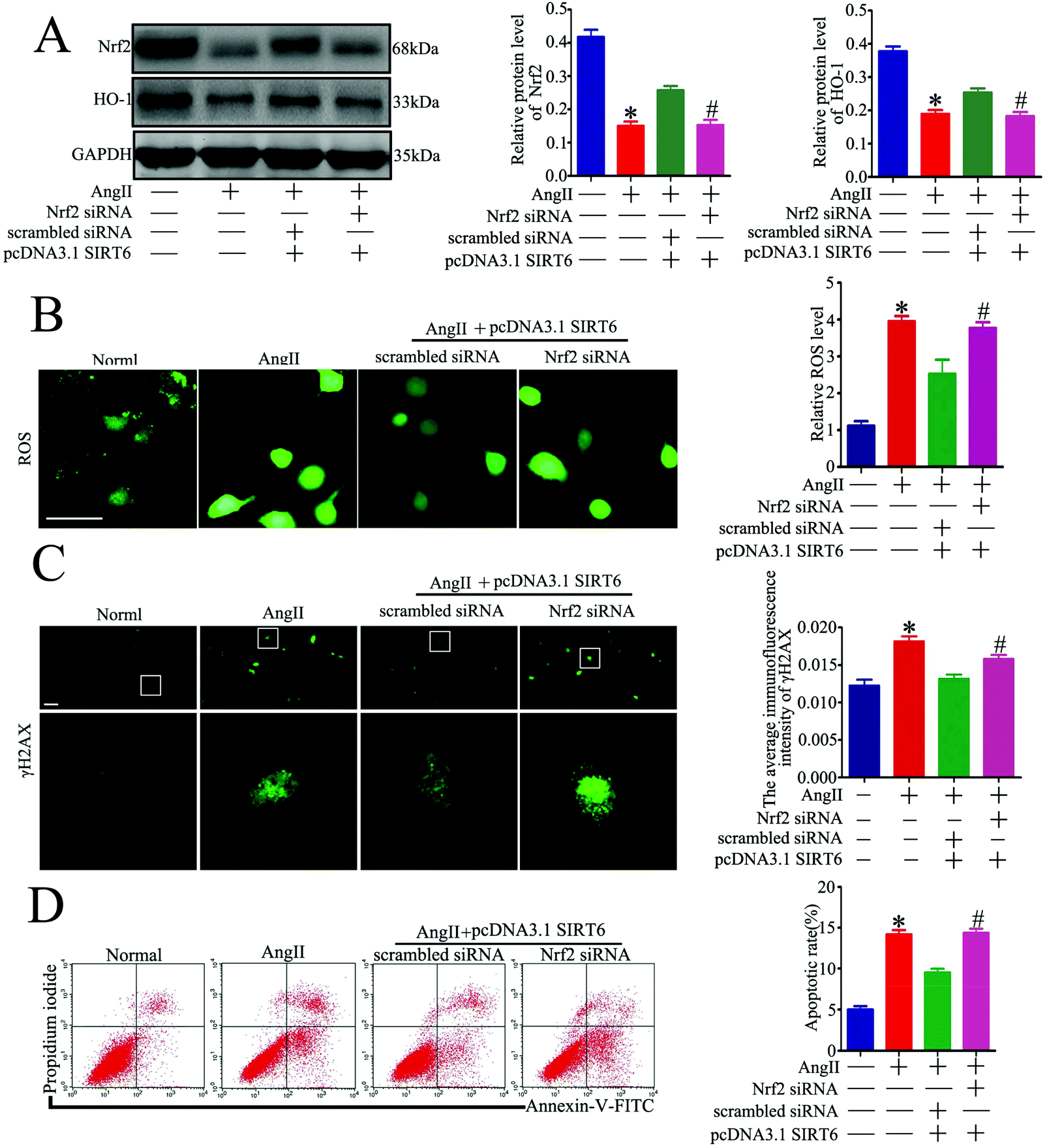Sirt6-mediated Nrf2/HO-1 activation alleviates angiotensin II-induced ...
