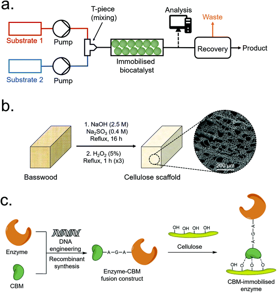 Enzyme immobilisation on wood-derived cellulose scaffolds via ...
