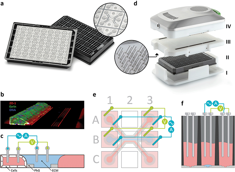 High throughput transepithelial electrical resistance (TEER ...