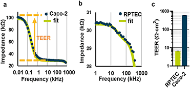 High throughput transepithelial electrical resistance (TEER ...