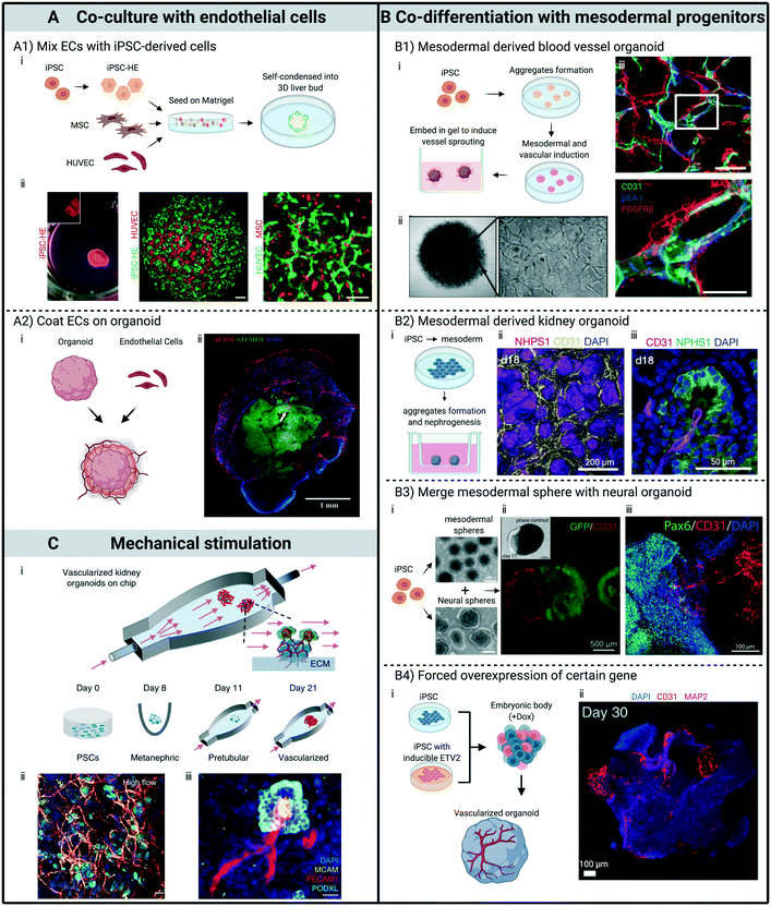Vascularized organoids on a chip: strategies for engineering organoids ...