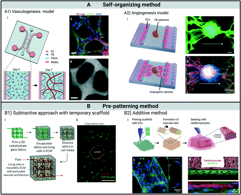 Vascularized organoids on a chip: strategies for engineering organoids ...