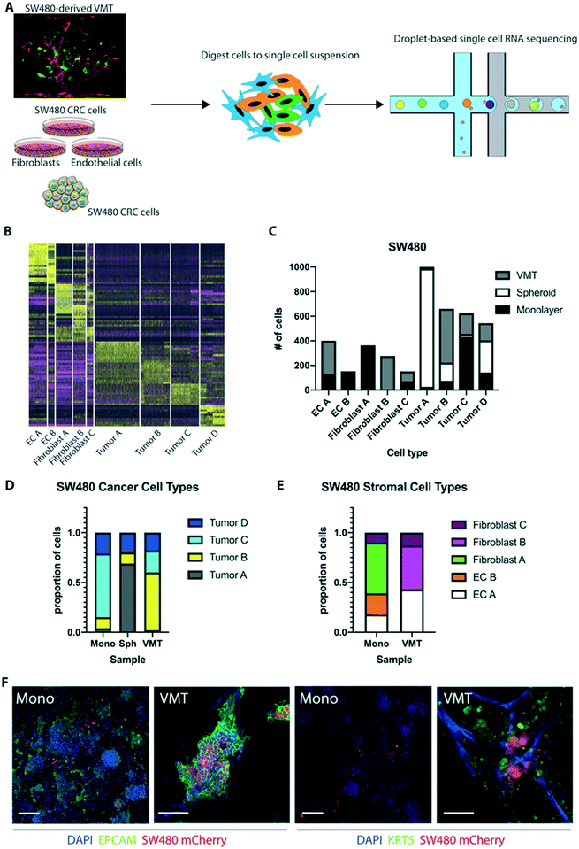 An in vitro vascularized micro-tumor model of human colorectal cancer ...