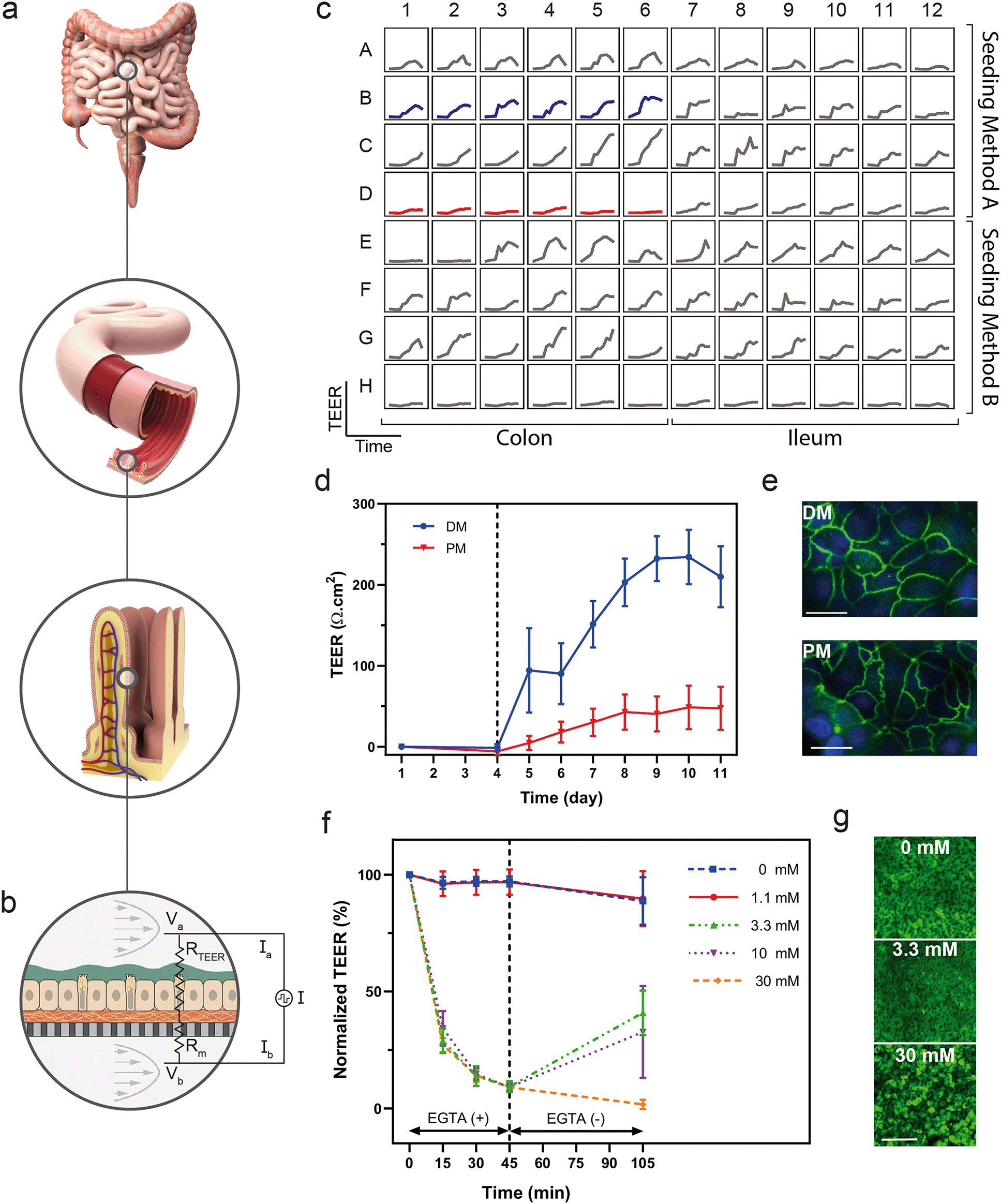 High-throughput organ-on-chip platform with integrated programmable ...