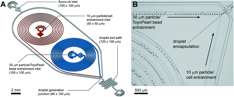 Dual dean entrainment with volume ratio modulation for efficient ...