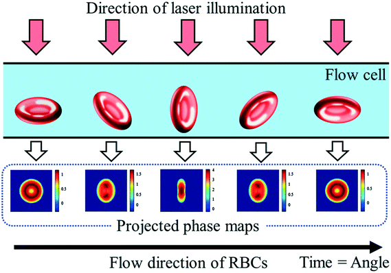 Review: tomographic imaging flow cytometry - Lab on a Chip (RSC ...