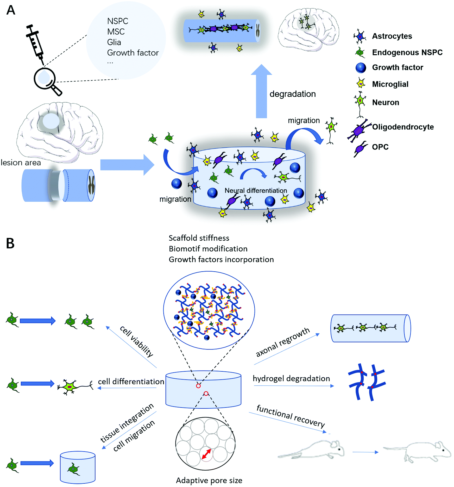 Injectable hydrogels in stroke and spinal cord injury treatment: a ...