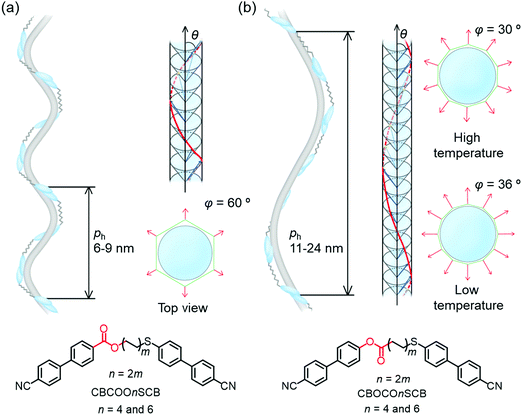 Distinct twist-bend nematic phase behaviors associated with the ester ...