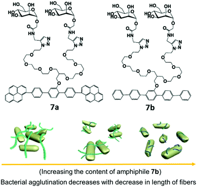 Self-assembly of carbohydrate-based small amphiphiles and their ...