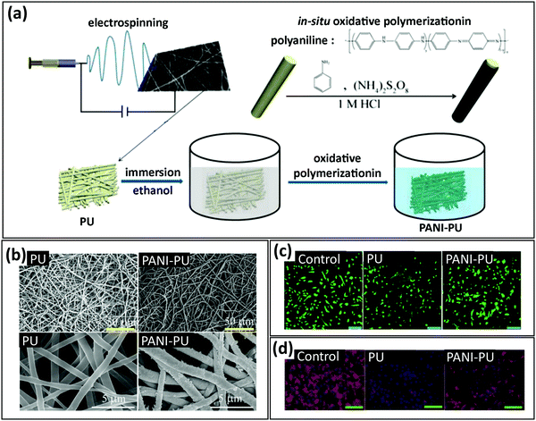 Engineering bioactive synthetic polymers for biomedical applications: a ...