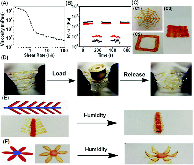 3D and 4D printable dual cross-linked polymers with high strength and ...
