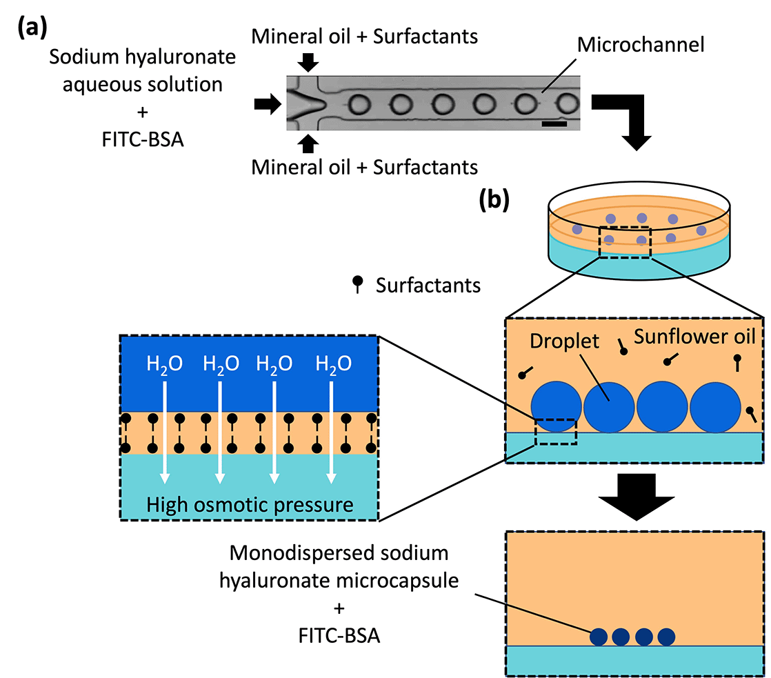 Monodispersed sodium hyaluronate microcapsules for transdermal drug ...