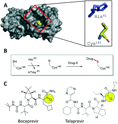 Repurposing the HCV NS3–4A protease drug boceprevir as COVID-19 ...