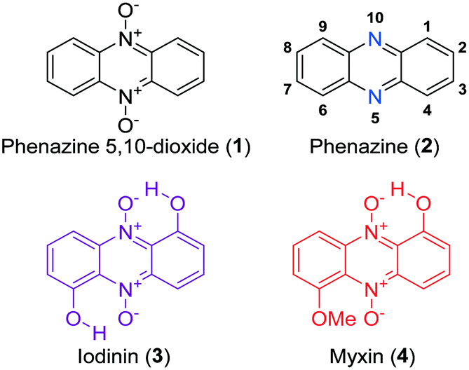 New prodrugs and analogs of the phenazine 5,10-dioxide natural products ...