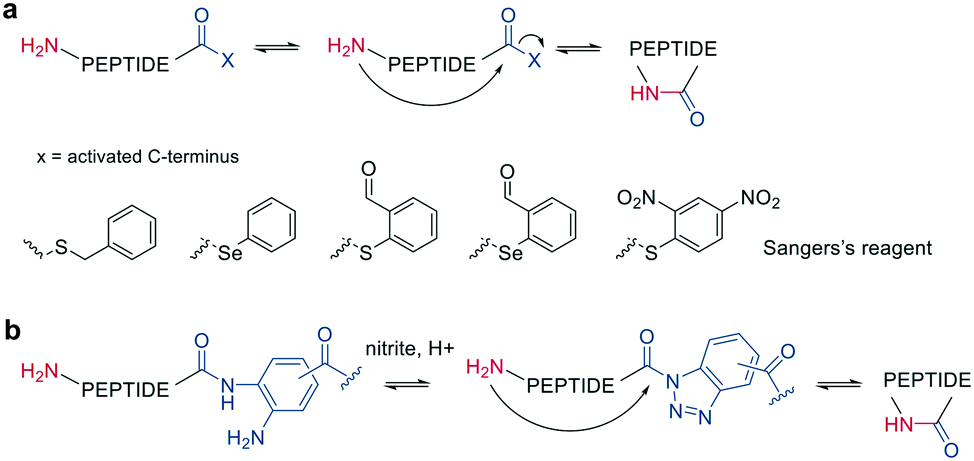 Macrocyclization strategies for cyclic peptides and peptidomimetics ...