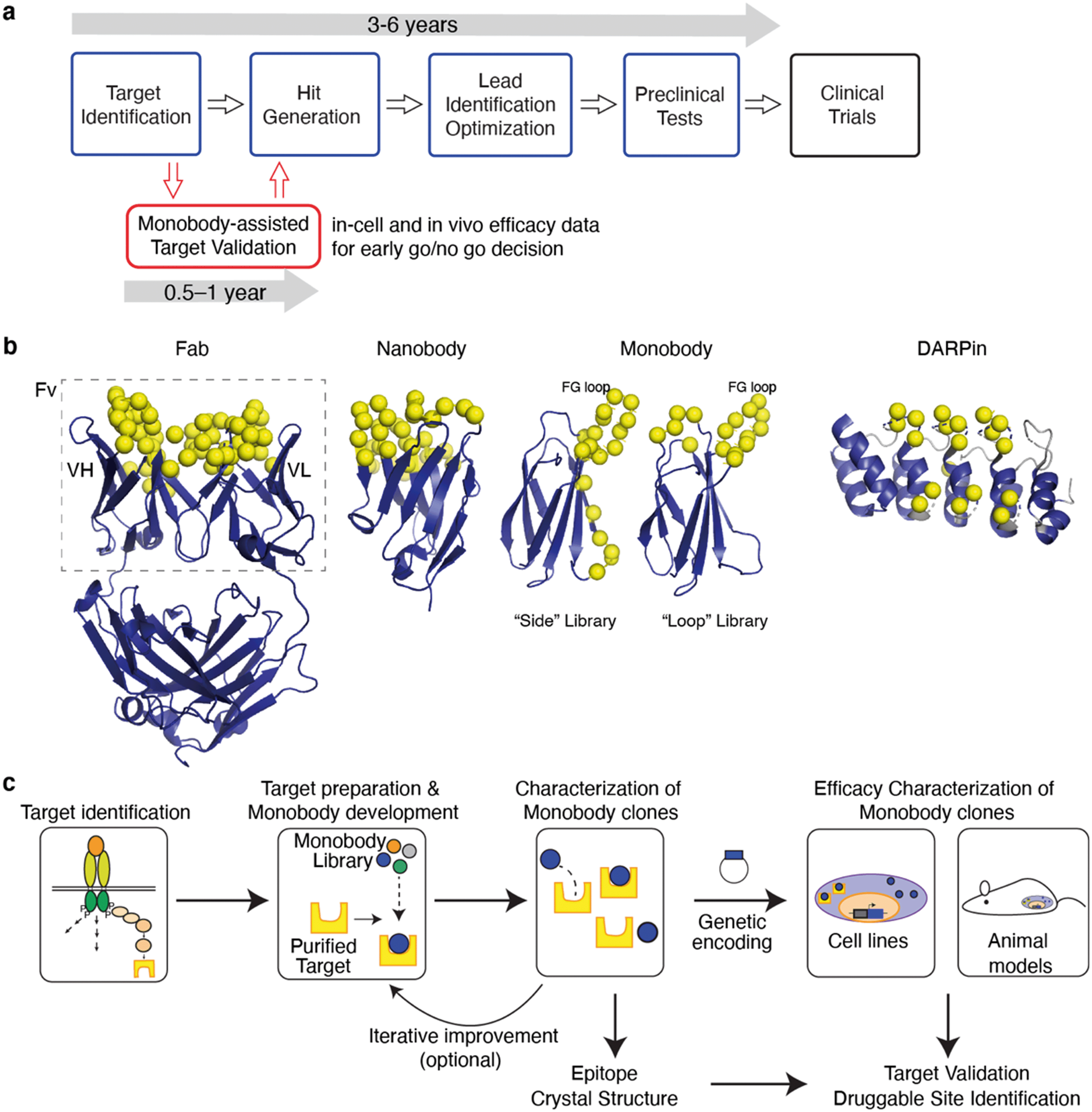 Monobodies as tool biologics for accelerating target validation and ...