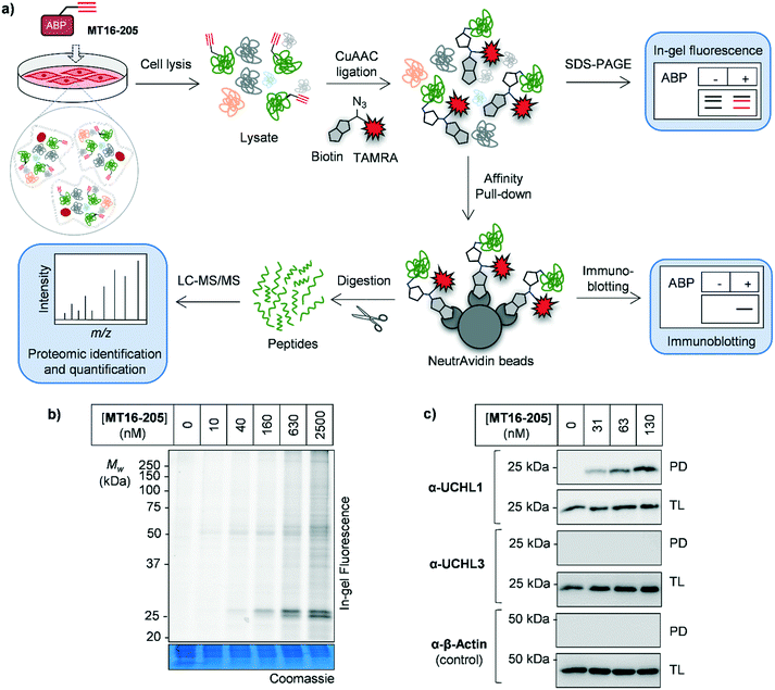 Activity-based protein profiling reveals deubiquitinase and aldehyde ...