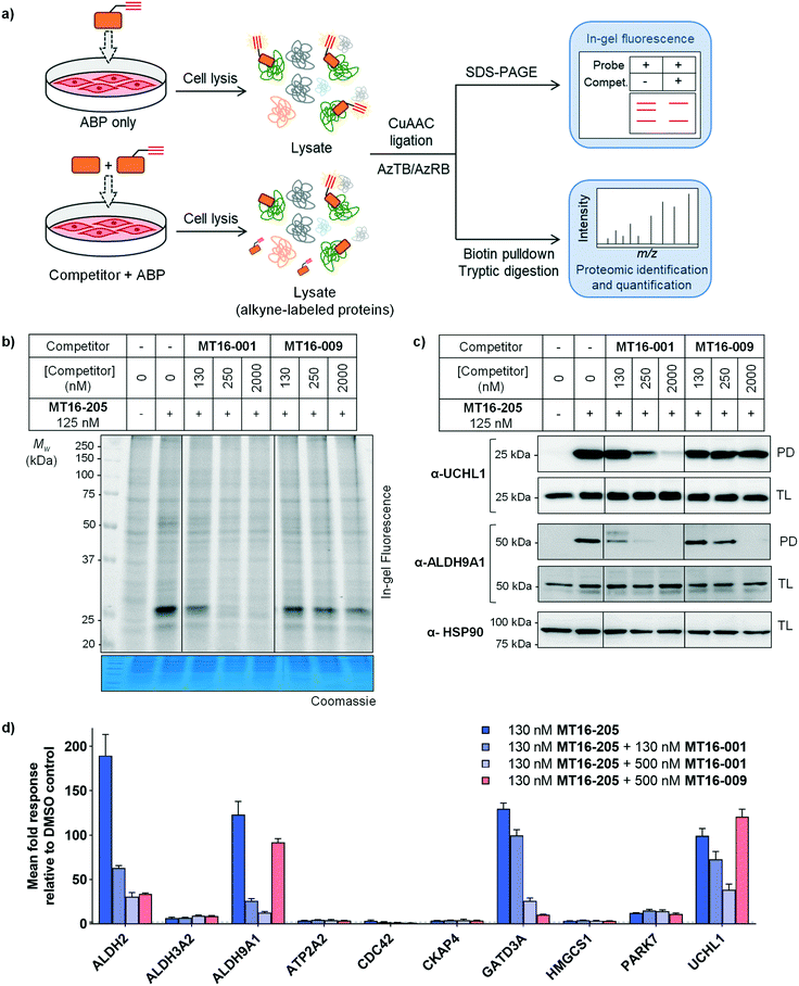 Activity-based protein profiling reveals deubiquitinase and aldehyde ...