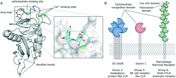 Medicinal chemistry of the myeloid C-type lectin receptors Mincle ...