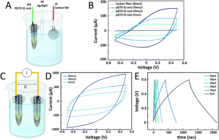 Biohybrid plants with electronic roots via in vivo polymerization of ...