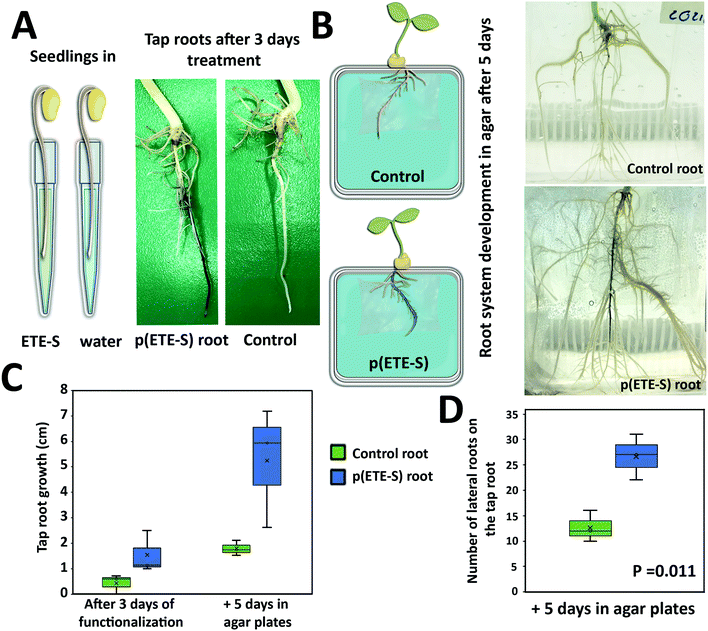 Biohybrid plants with electronic roots via in vivo polymerization of ...