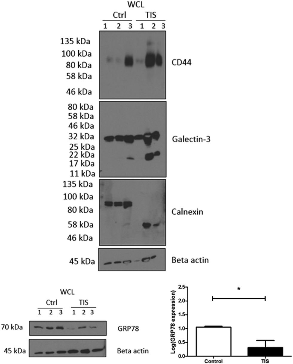N -Linked glycosylation profiles of therapeutic induced senescent (TIS ...