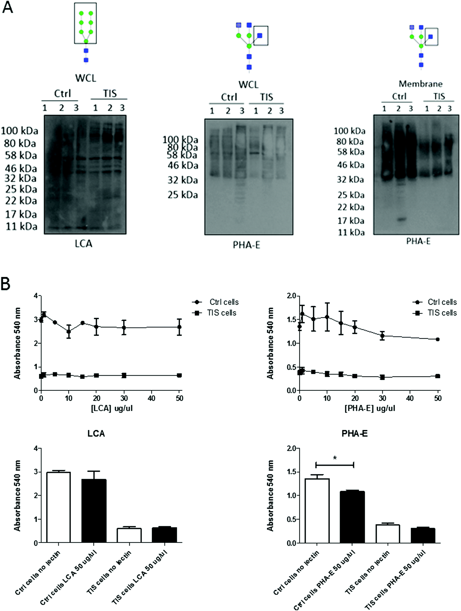 N -Linked glycosylation profiles of therapeutic induced senescent (TIS ...