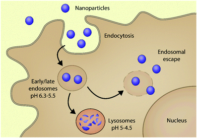 endosomal-千图网