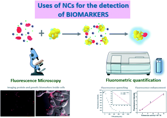 Biomarker sensing platforms based on fluorescent metal nanoclusters ...