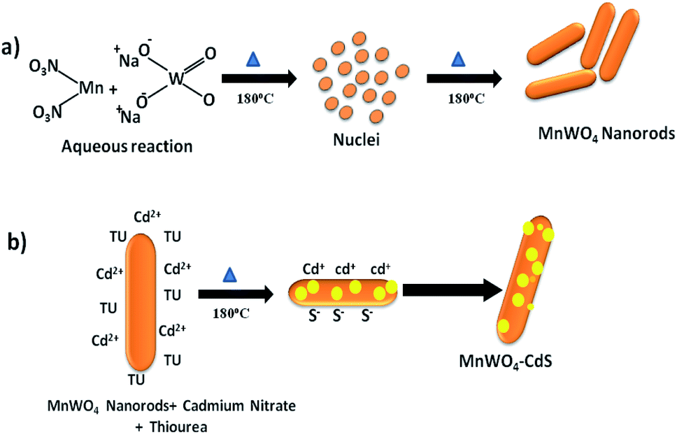 CdS decorated MnWO 4 nanorod nanoheterostructures: a new 0D–1D hybrid ...