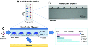 Risk assessment on-a-chip: a cell-based microfluidic device for ...