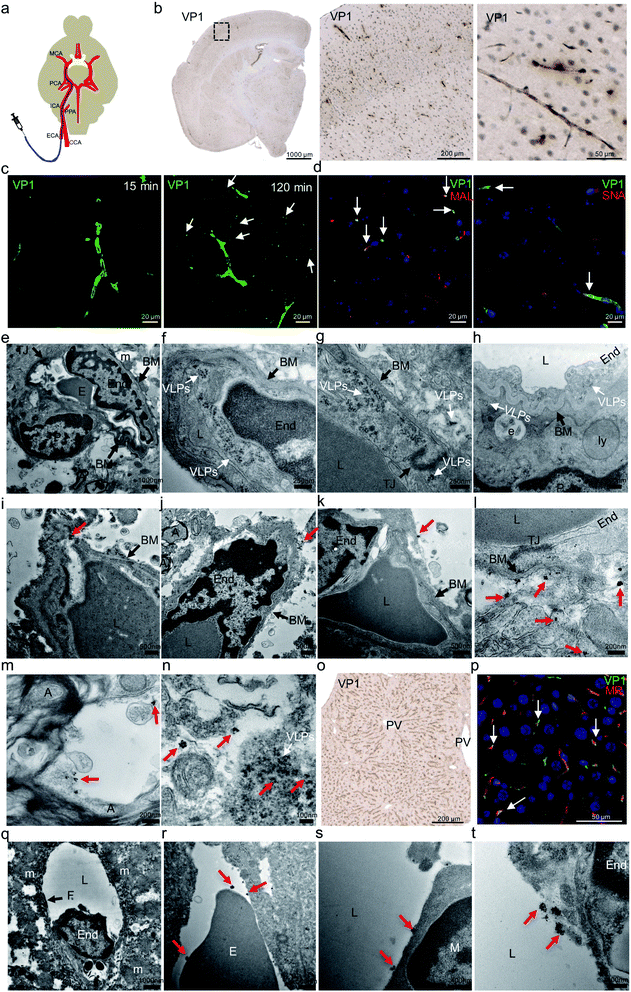 Trafficking of JC virus-like particles across the blood–brain barrier ...