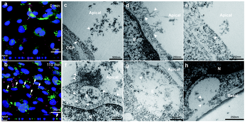 Trafficking of JC virus-like particles across the blood–brain barrier ...