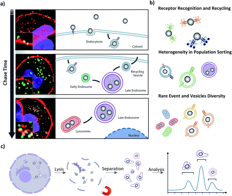Understanding intracellular nanoparticle trafficking fates through ...
