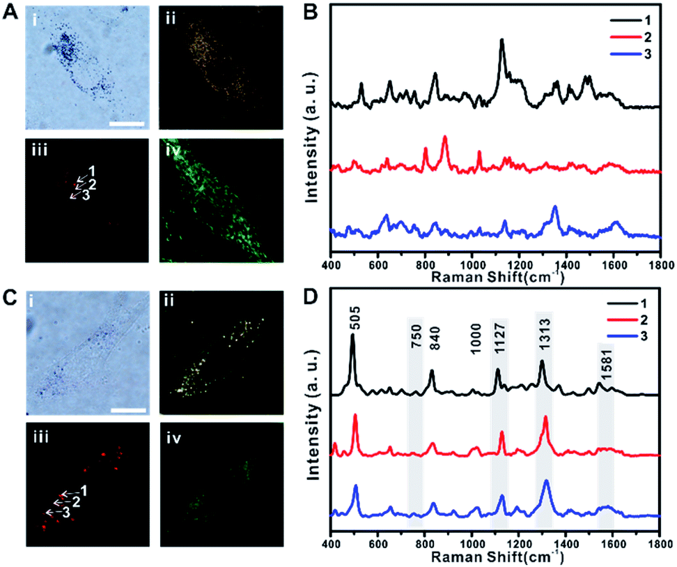 Real-time surface-enhanced Raman scattering-based live cell monitoring ...