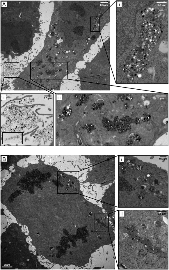 Biocompatibility, uptake and subcellular localization of bacterial ...